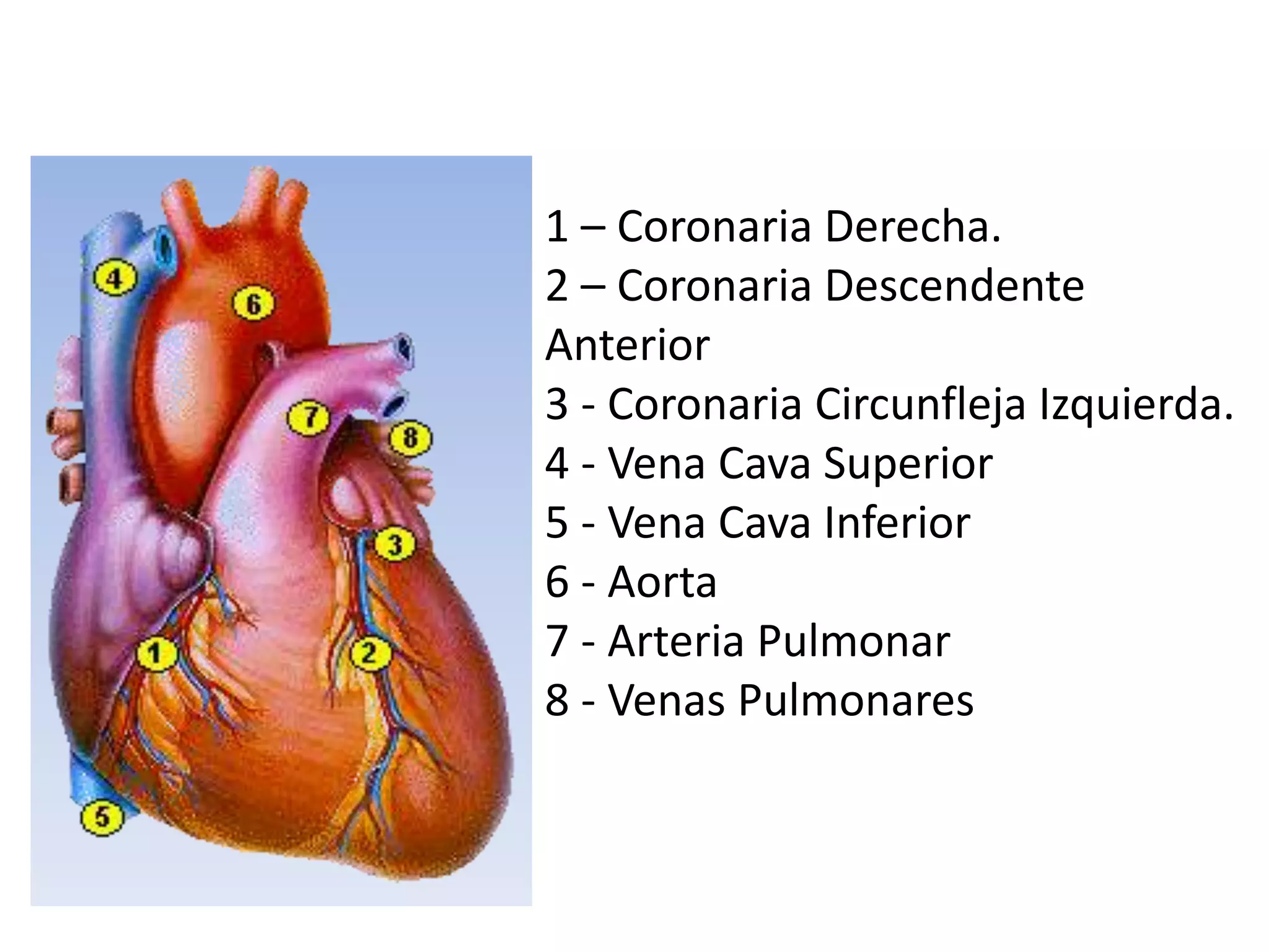 Anatomia funcional del sistema cardiovascular | PPTX