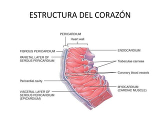 Anatomia funcional del sistema cardiovascular | PPTX