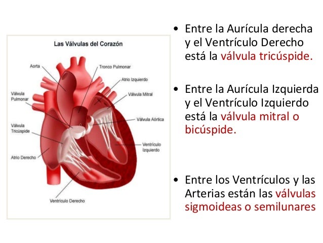 Anatomia funcional del sistema cardiovascular