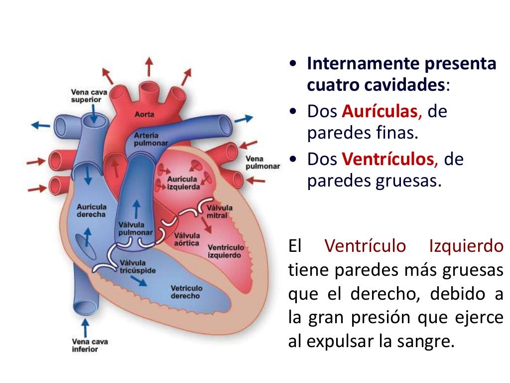 Anatomia funcional del sistema cardiovascular
