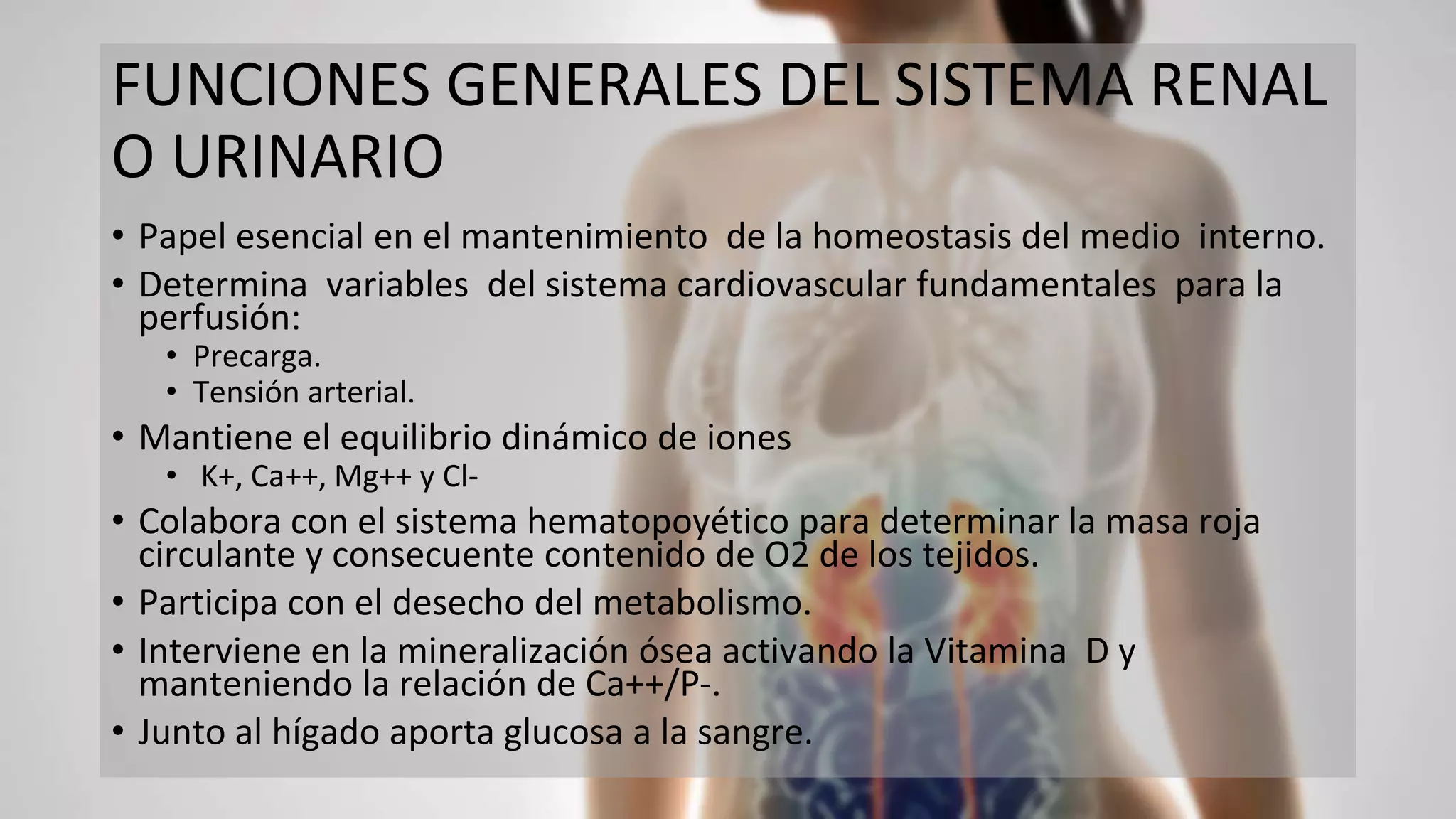 Anatomia funcional del sistema renal | PPTX