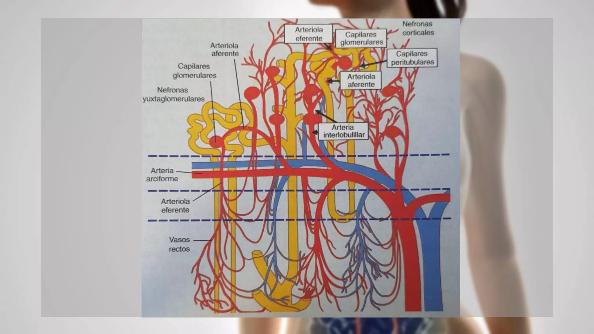 Anatomia funcional del sistema renal | PPTX