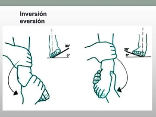 Anatomia funcional del tobillo y pie 1 ra parte | PPTX