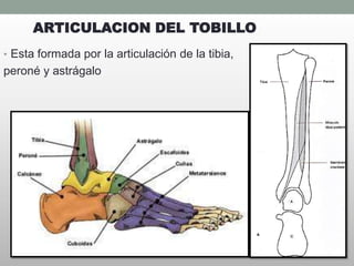 Anatomia funcional del tobillo y pie 1 ra parte | PPTX