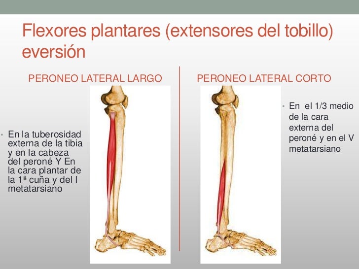 Anatomia funcional del tobillo y pie 1 ra parte
