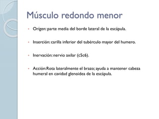 Anatomia funcional liisto | PPTX