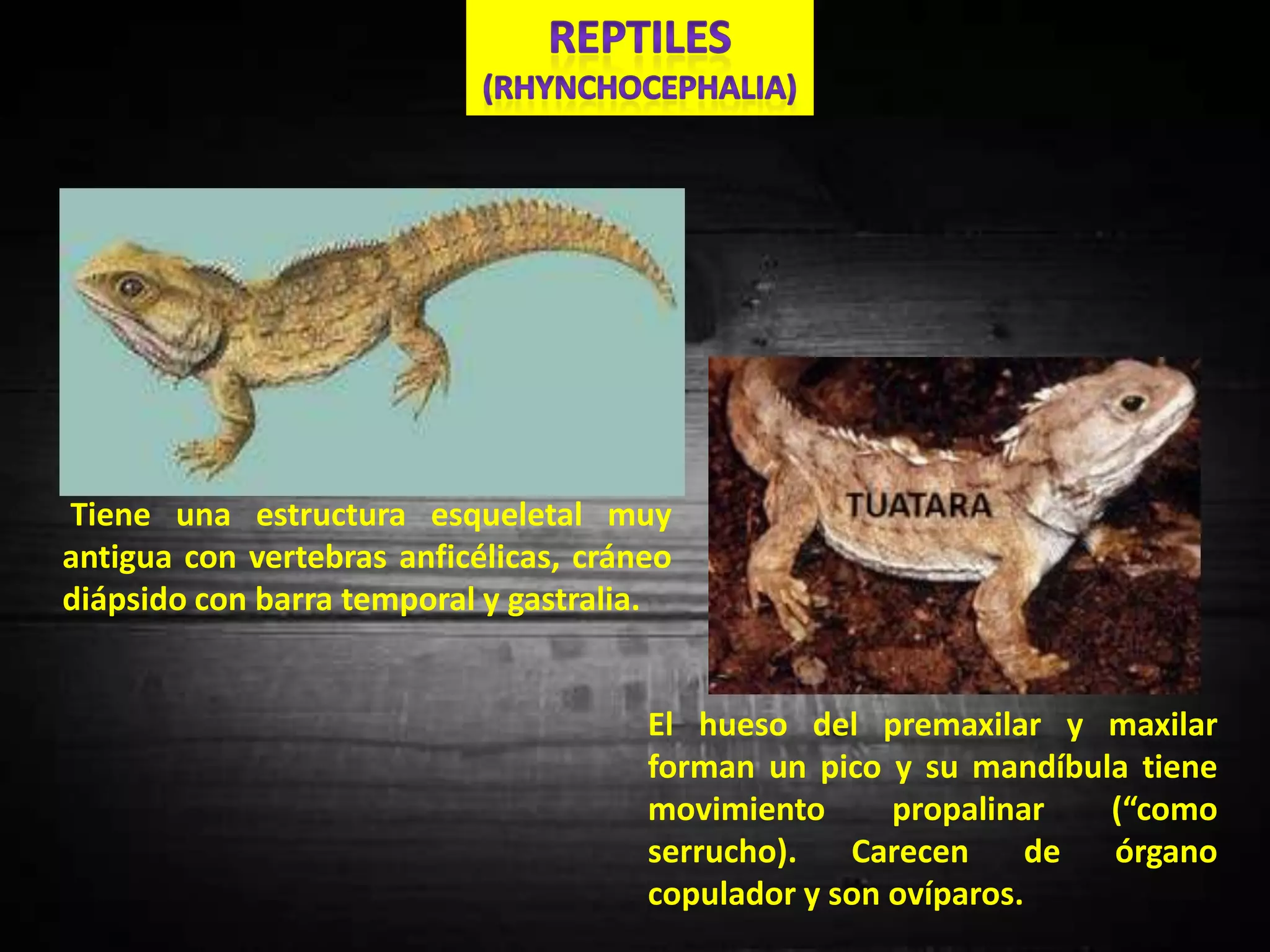 clasificacion de los vertebrados | PPTX