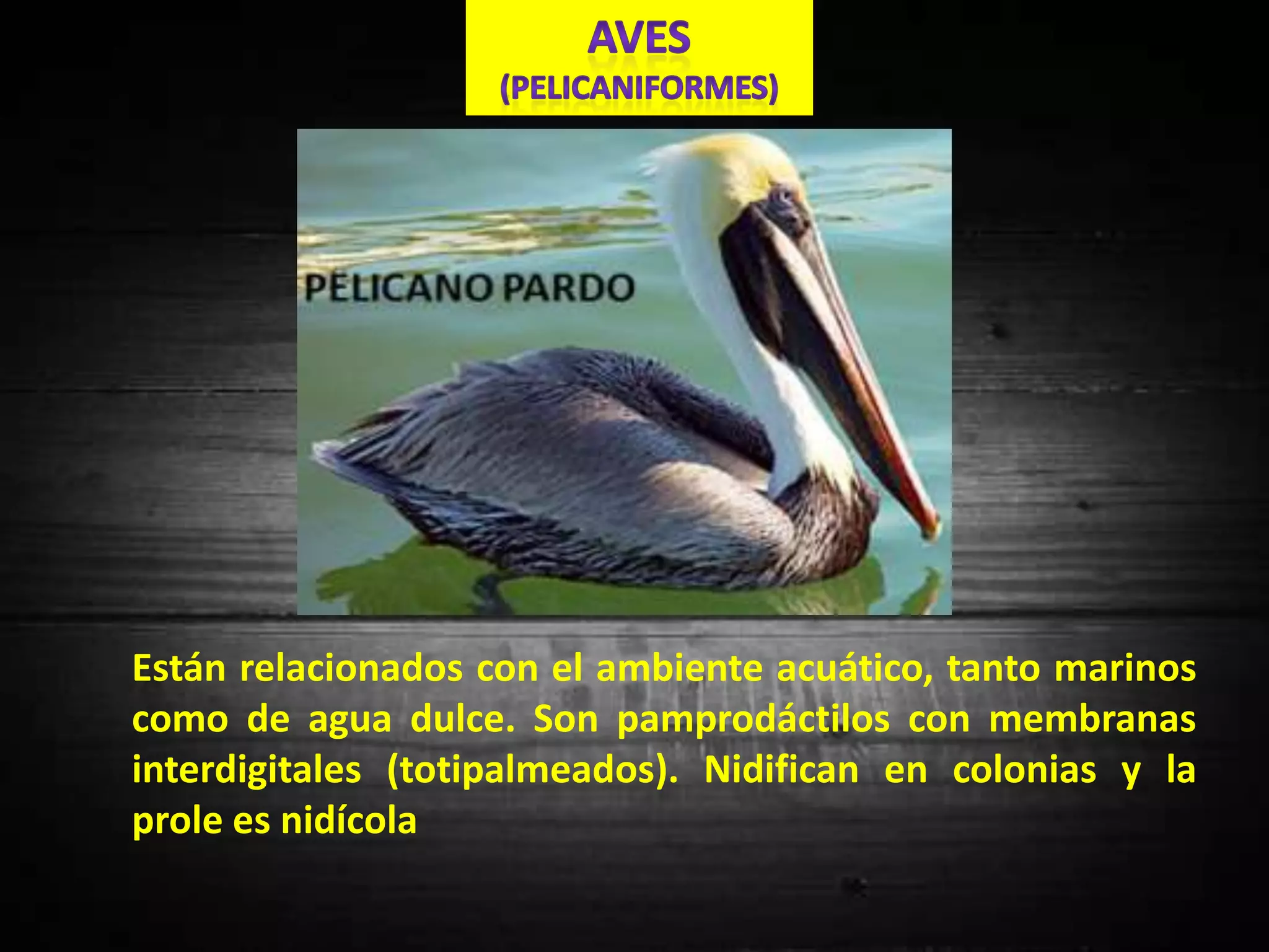 clasificacion de los vertebrados | PPTX