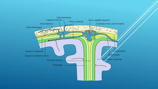 Espacio subaracnoideo y peridural anestesia | PPT