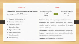 Anatomía comparada Topografía | PPTX