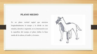 Anatomía comparada Topografía | PPTX
