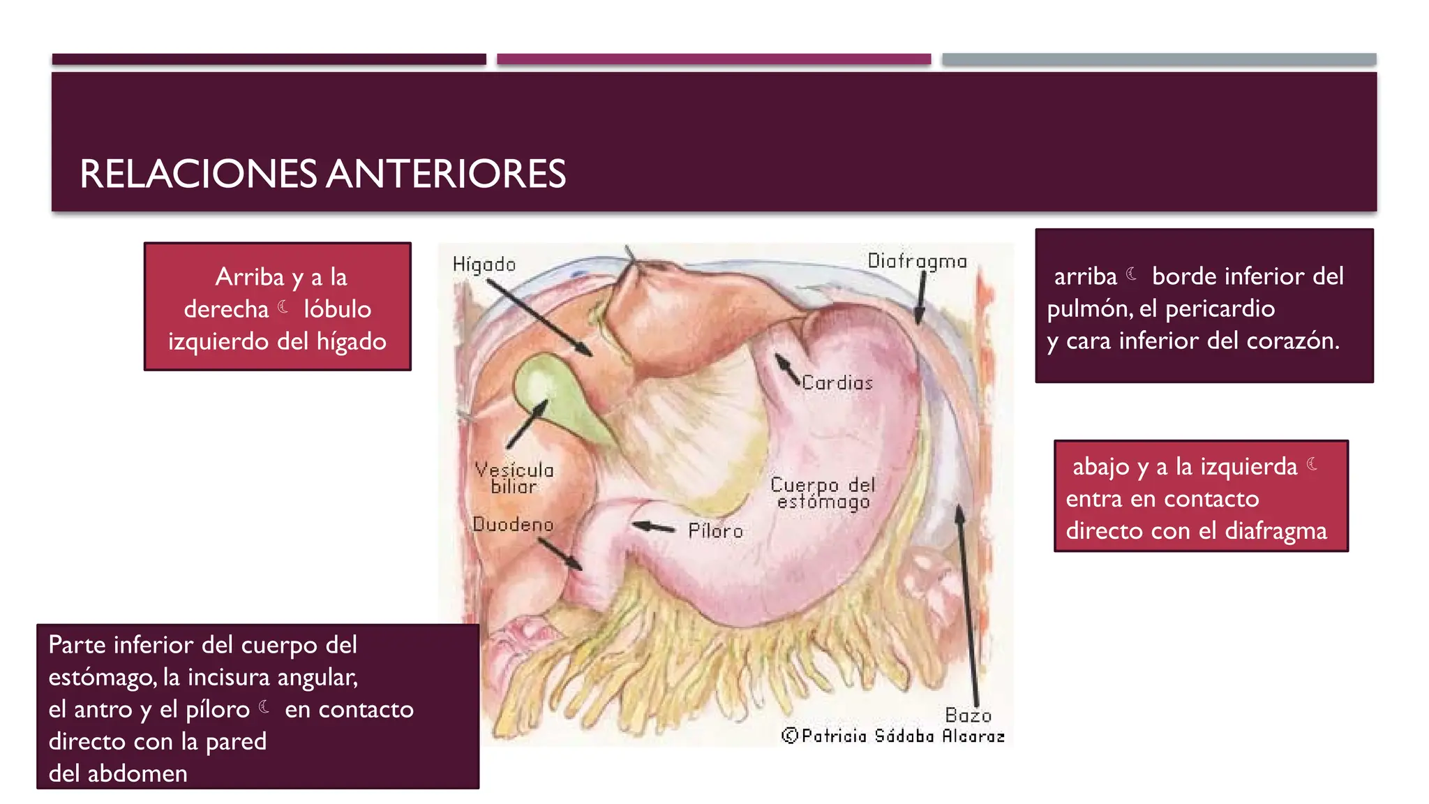 anatomia gastrica ANATOMIA GASTRICA.pptx