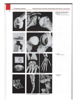 Anatomia General Pdf