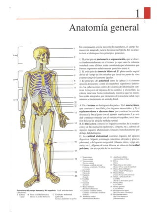 Anatomia General | PDF