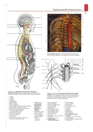 Anatomia General | PDF