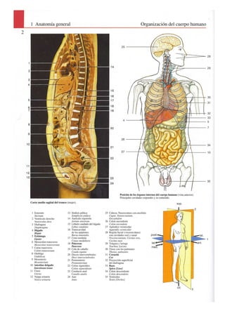 Anatomia General | PDF