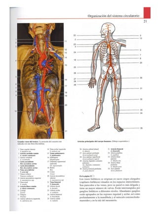 Anatomia General | PDF