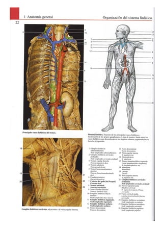 Anatomia General | PDF