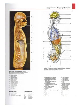 Anatomia General | PDF