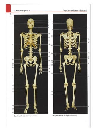 Anatomia General | PDF