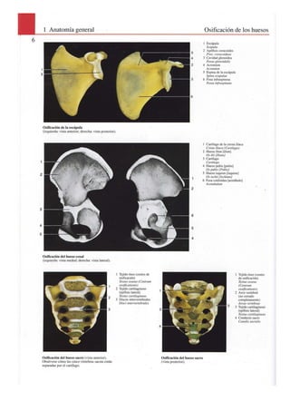 Anatomia General | PDF