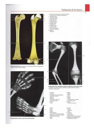 Anatomia General | PDF