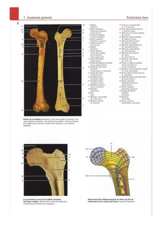 Anatomia General | PDF