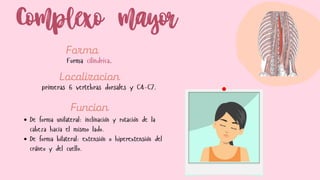 Anatomia general de cabeza y cuello | PDF