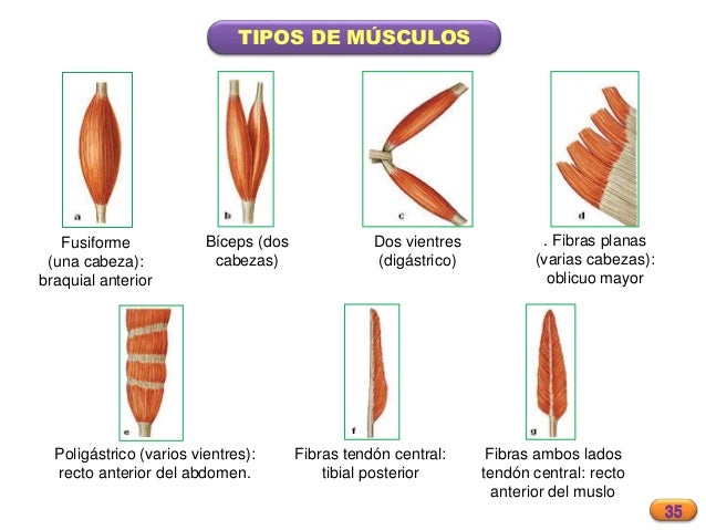 Anatomia generalidades