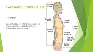 Anatomia generalidades | PPTX