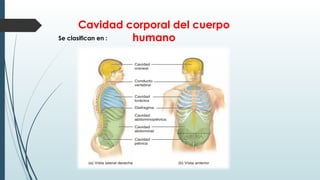 ANATOMIA GENERAL Y PLANOS ANATOMICOS.pptx