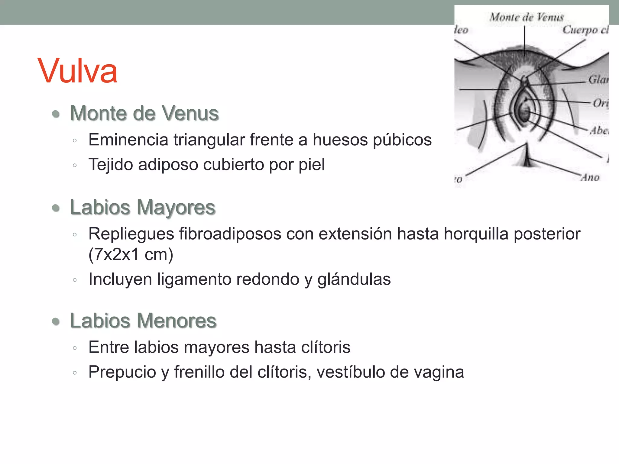 Anatomia Genitales Externosppt