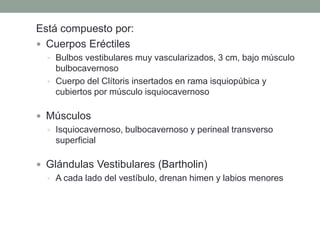 anatomia genitales externos..ppt