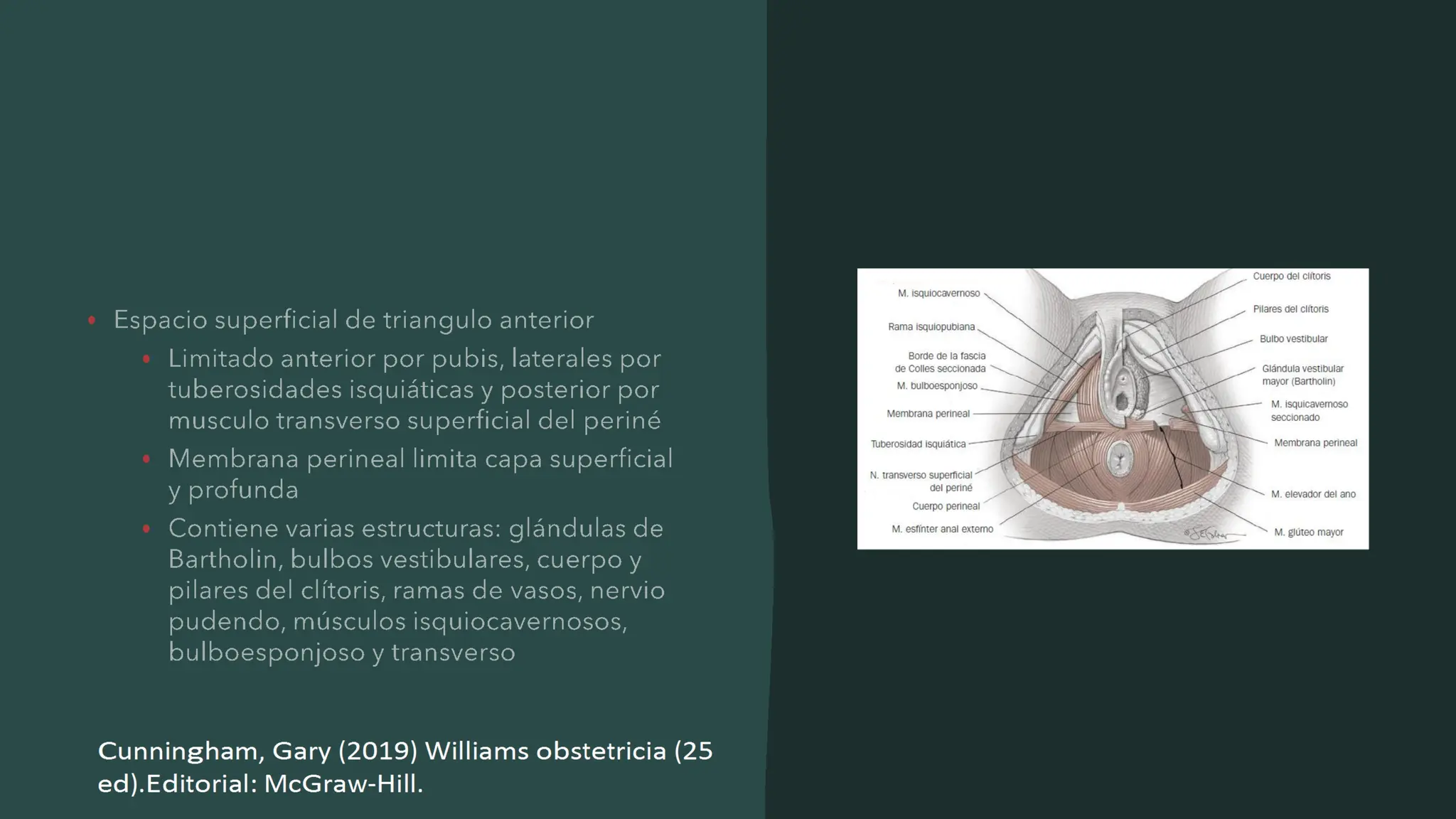 ANATOMIA GENITALES EXTERNOS E INTERNOS conv.pdf
