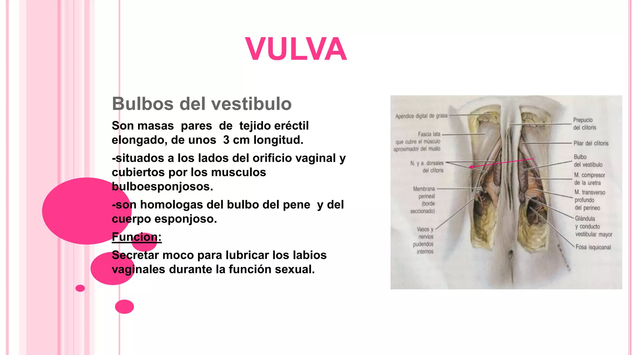 Anatomia genitales femeninos