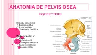 Anatomia genitales femeninos | PPTX
