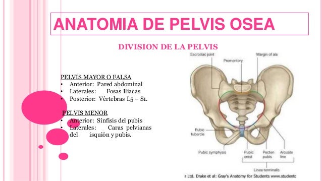 Anatomia genitales femeninos