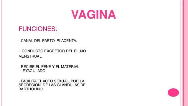 Anatomia genitales femeninos