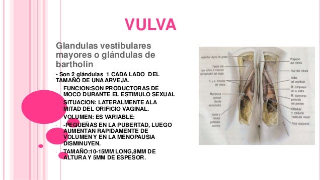 Anatomia genitales femeninos