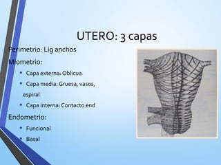 Anatomia genital femenina | PPT