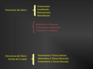 Anatomía Genital femenino | PPTX