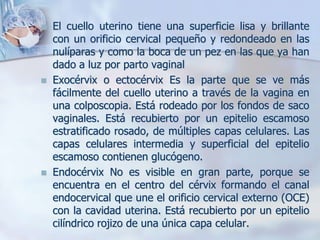 Anatomia genital inferior femenina | PPTX