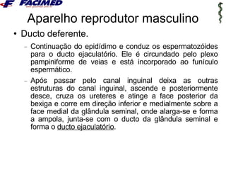 Anatomia genital masculino | PPT