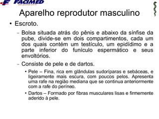 Anatomia genital masculino | PPT