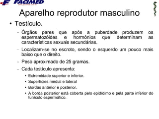 Anatomia genital masculino | PPT