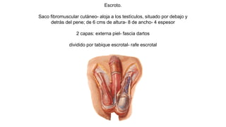 ANATOMIA DEL APARATO GENITAL MASCULINO-- | PPTX
