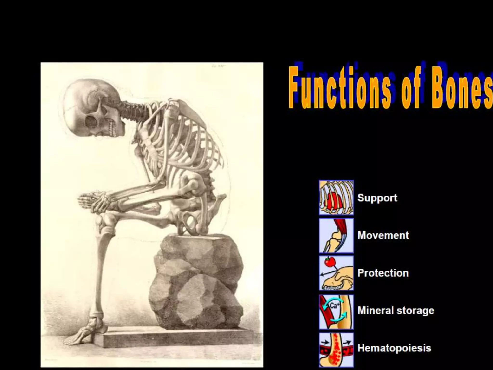 General anatomy of bones | PPT