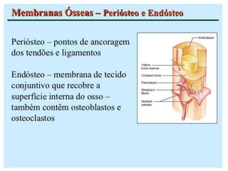 General anatomy of bones | PPT