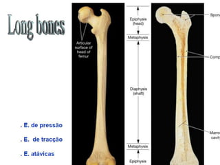 General anatomy of bones | PPT
