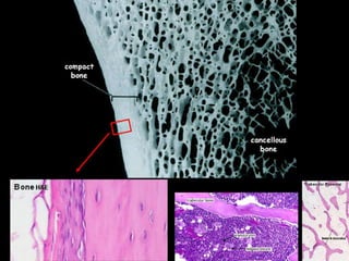 General anatomy of bones | PPT